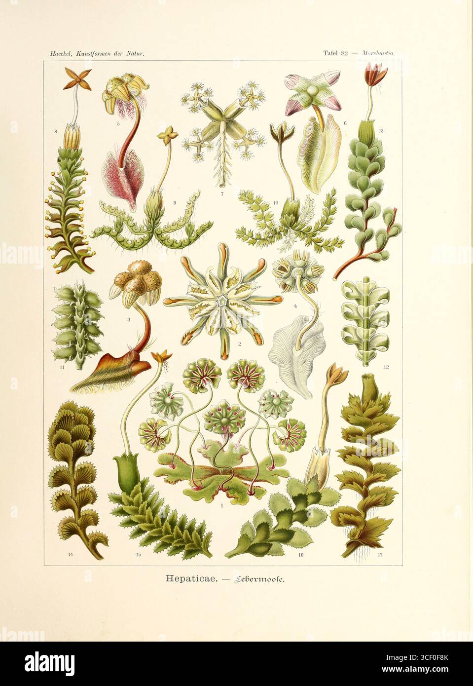 Liverworts are a group of non-vascular land plants forming the division ...