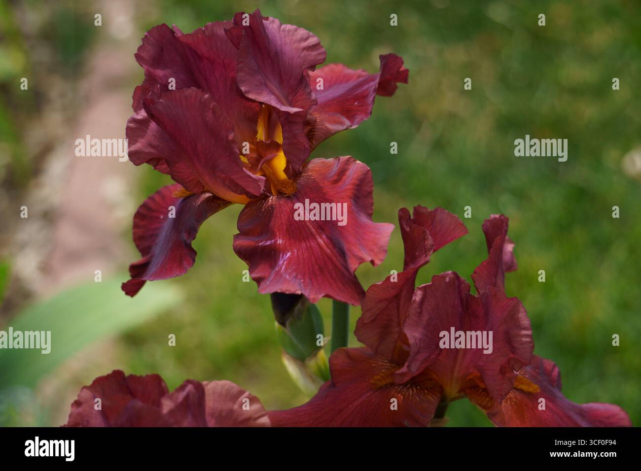 Iris garden species hi-res stock photography and images - Alamy