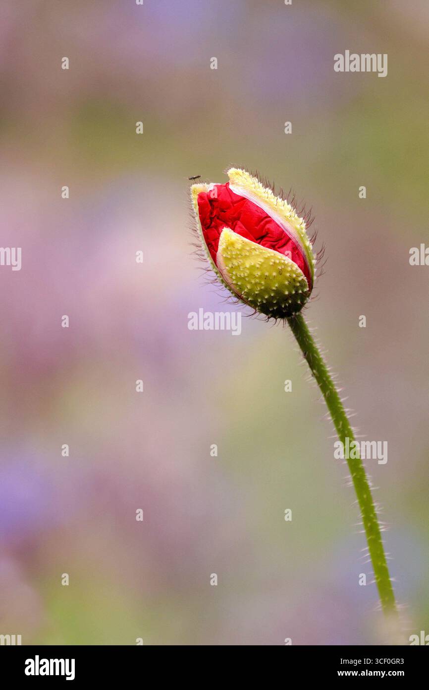 La couleur est rouge hi-res stock photography and images - Alamy