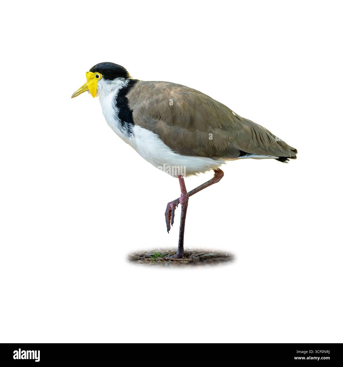 Close-up of a Masked Lapwing showcasing its distinct yellow wattles and ...