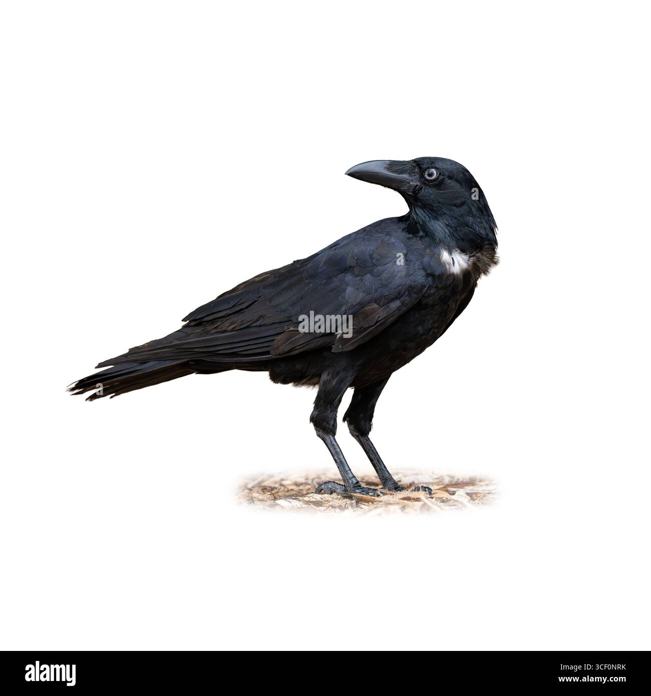 Wild life bird photography Cut Out Stock Images & Pictures - Alamy