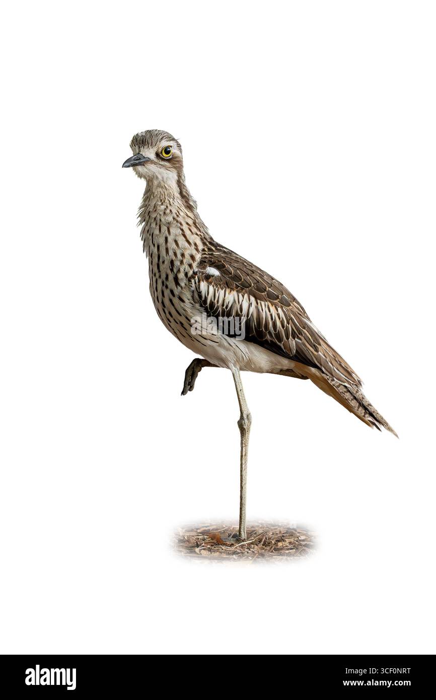 Wilderness close up on Cut Out Stock Images & Pictures - Alamy