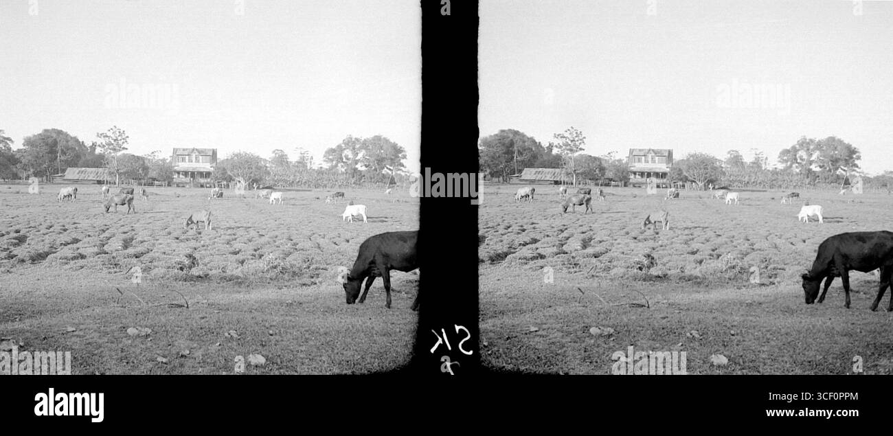 This 1939 stereoscopic photograph depicts the Moniz family farm in ...