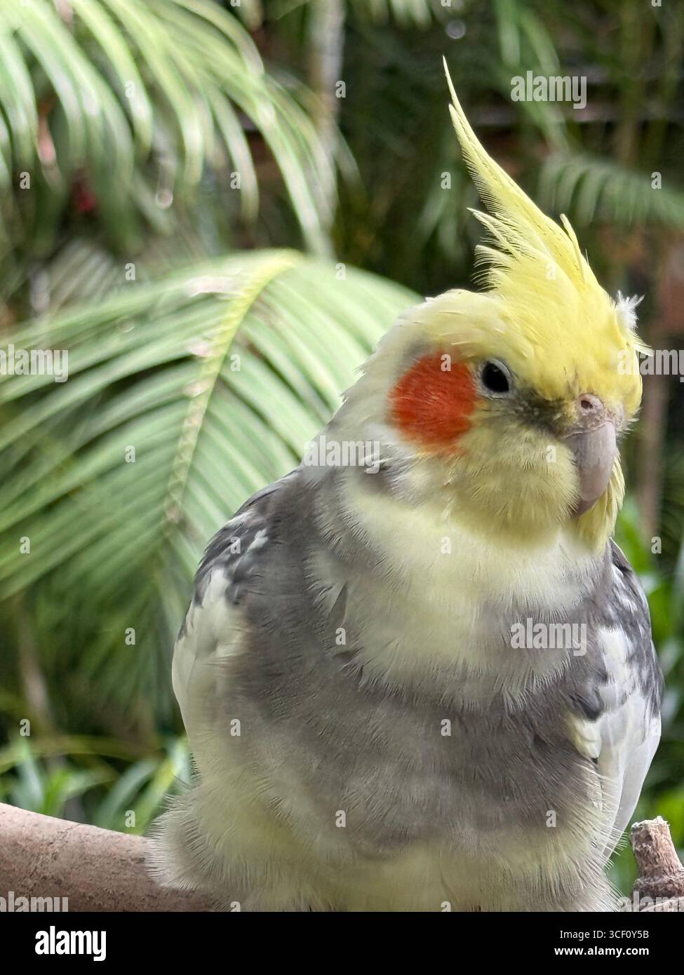 Cockatiel known weero weiro hi-res stock photography and images - Alamy