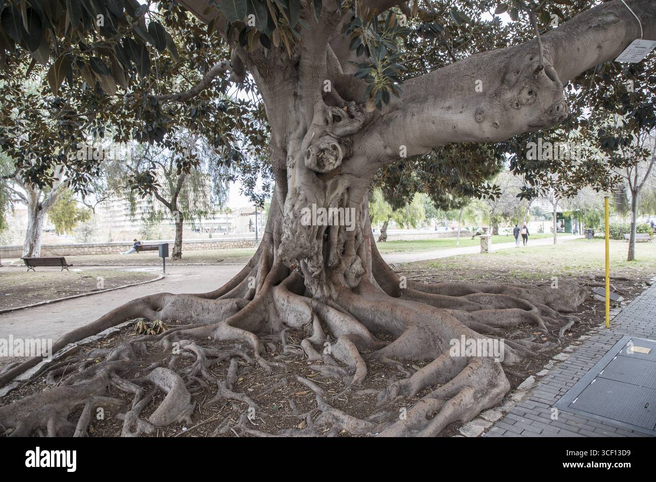 Rubber tree 'Ficus Macrophylla' by the road in Valencia Stock Photo - Alamy