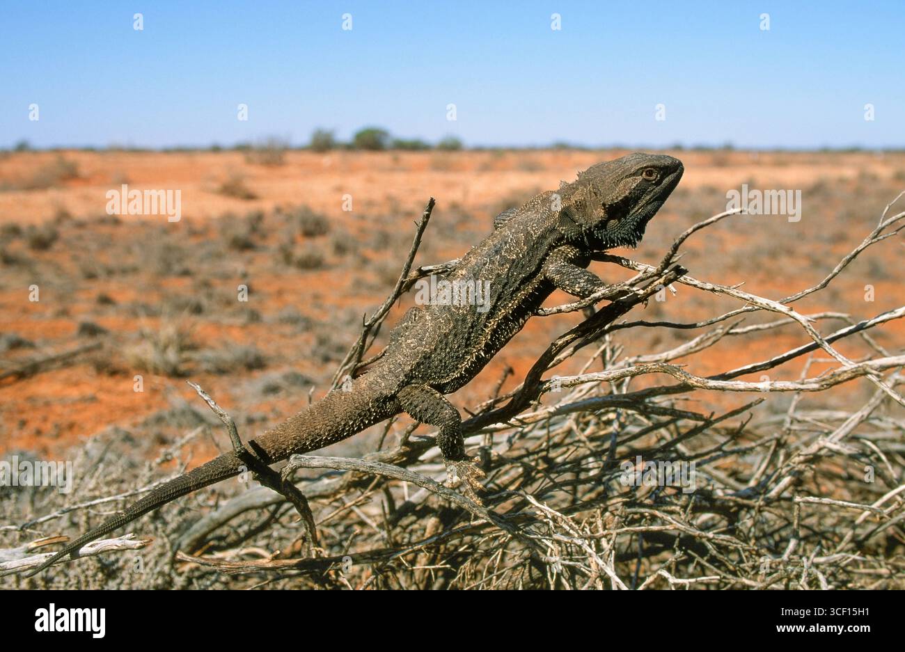 AUS/NSW/bei Broken Hill: Bearded Lizard Stock Photo - Alamy