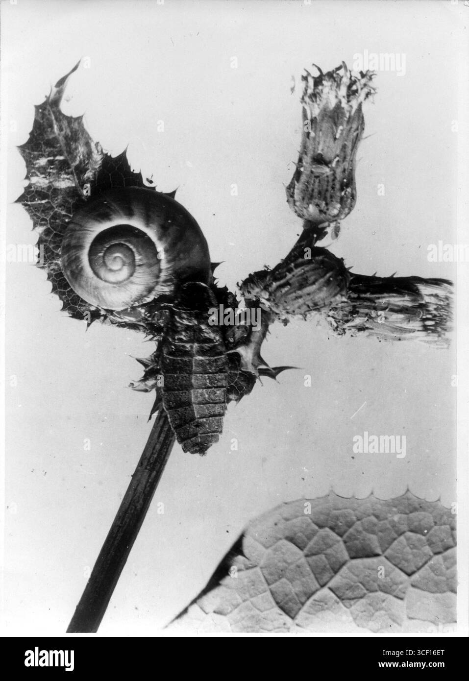 A photograph taken between 1925 and 1935 showing a female beetle ...