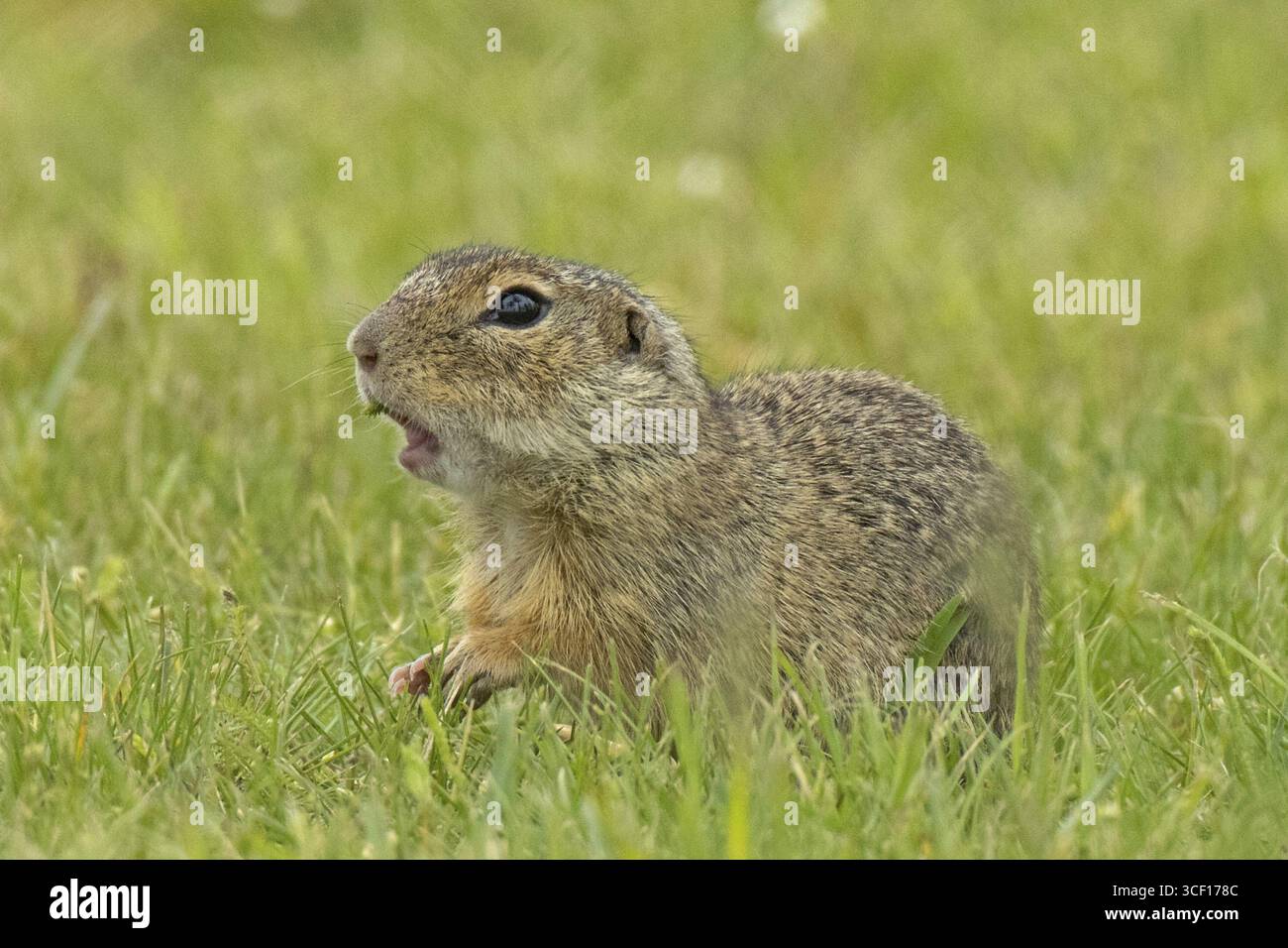 Squirrel with open mouth standing in green meadow looking left, Lake ...
