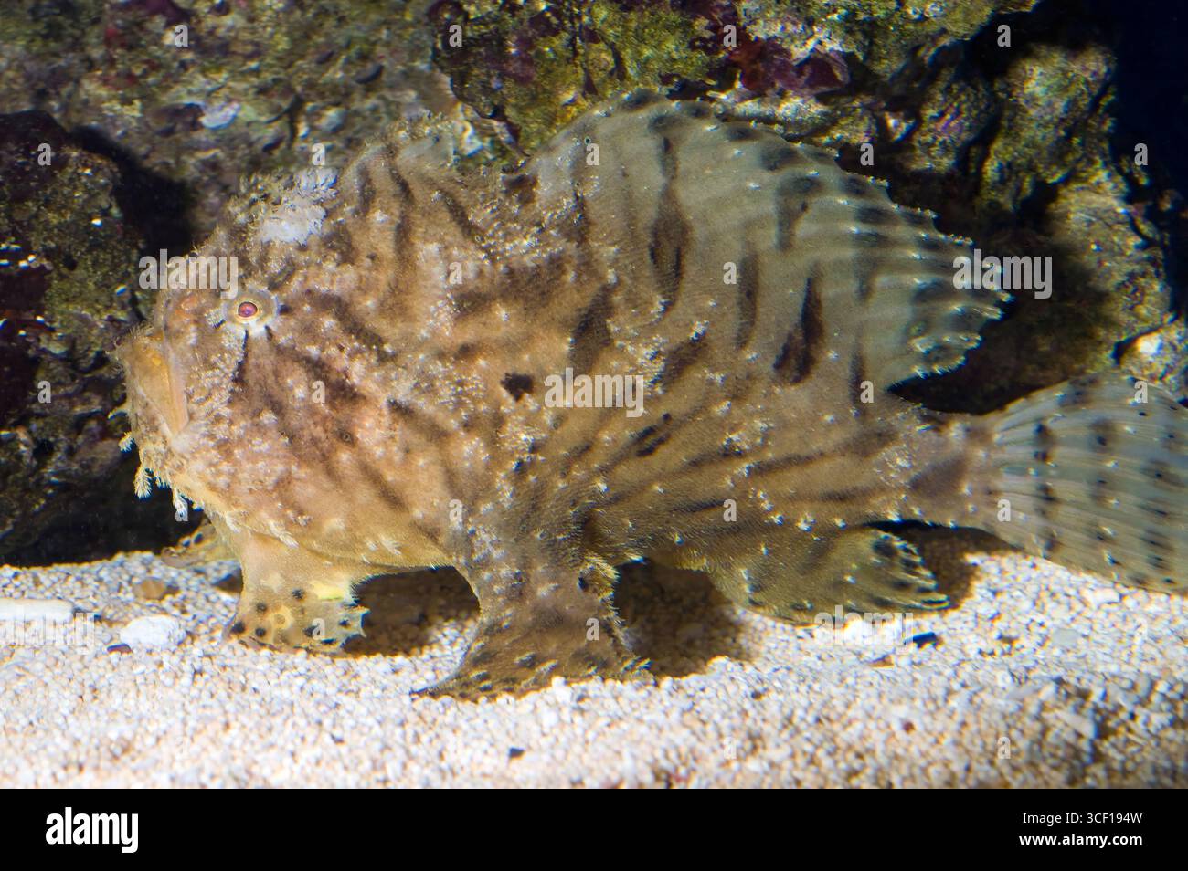 Sargassum fish (Histrio histrio). Aquariumphoto Stock Photo - Alamy