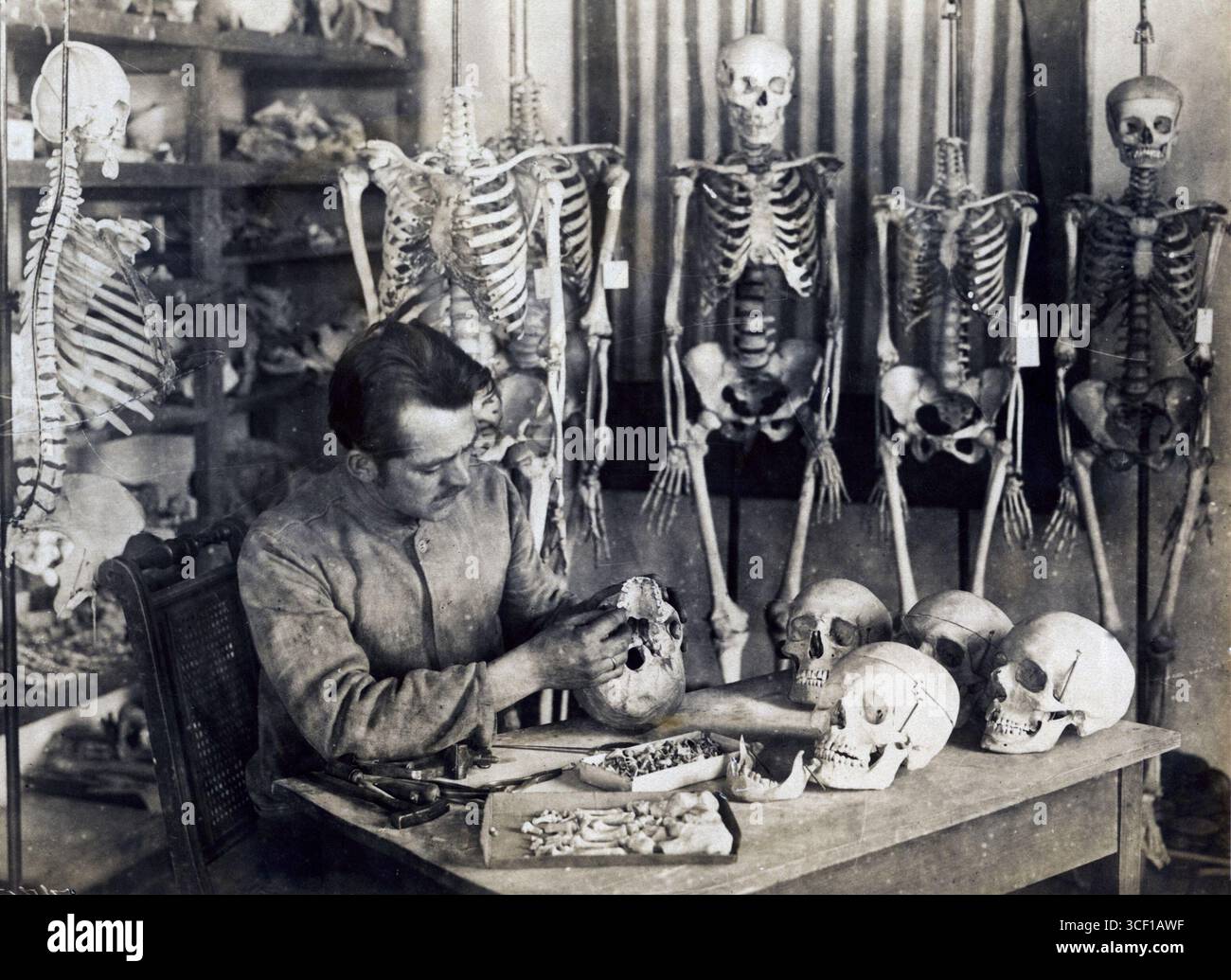 Illustrate anatomical parts hi-res stock photography and images - Alamy