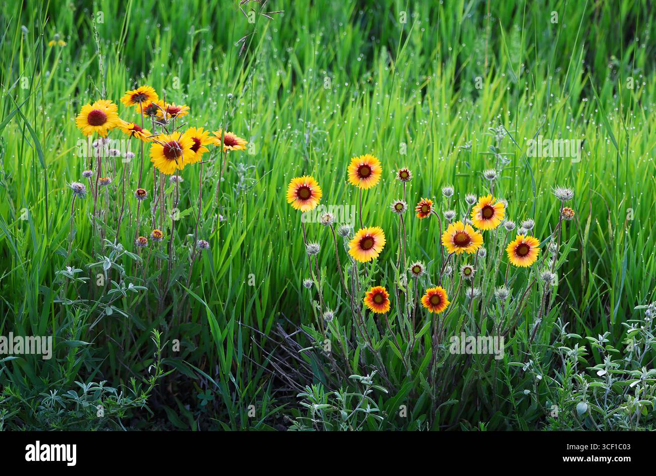 Prairie grasses and wild flowers canada hi-res stock photography and ...
