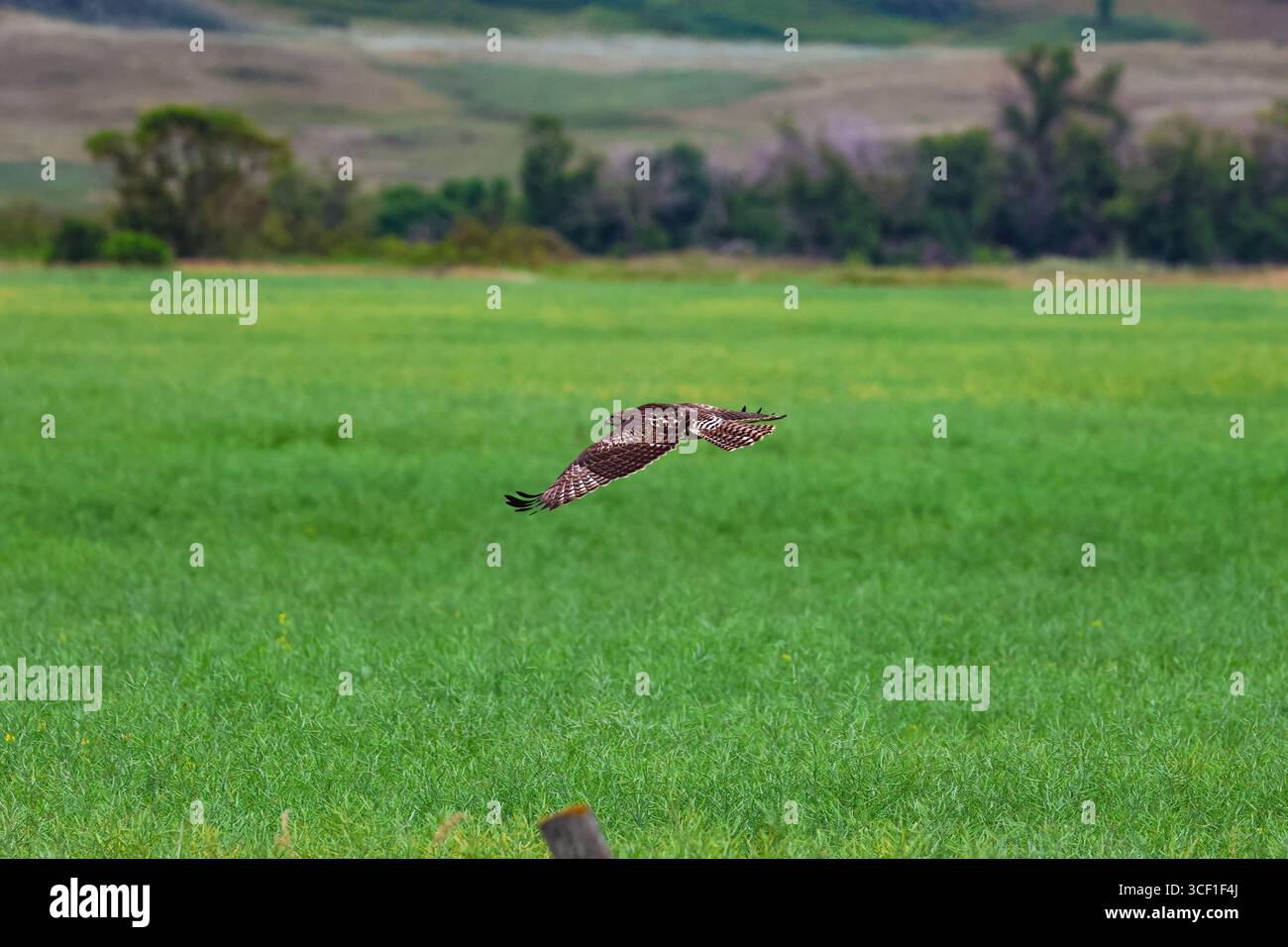 Juvenile reg tailed hawk hi-res stock photography and images - Alamy