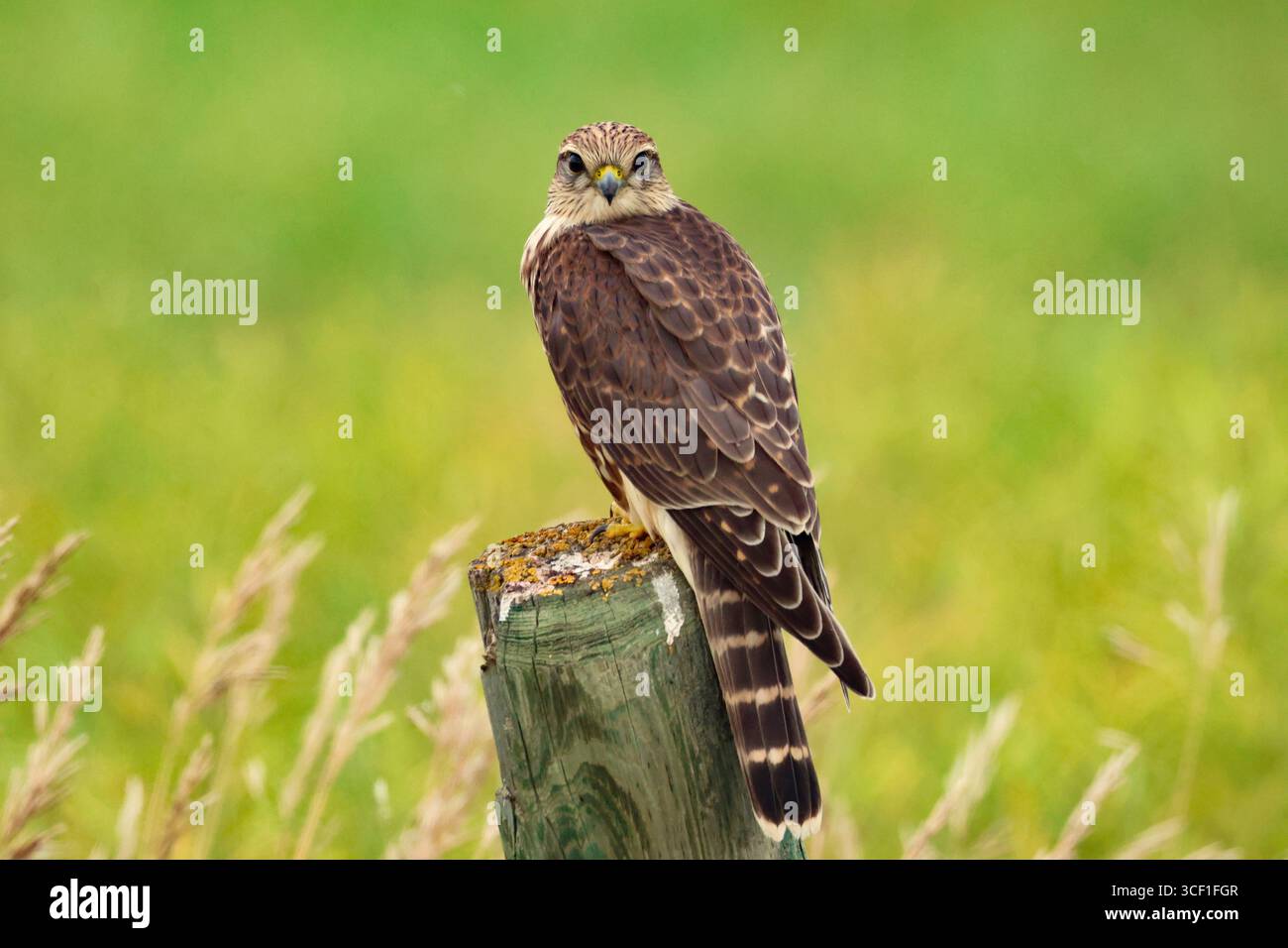 Falcons striking plumage hi-res stock photography and images - Alamy