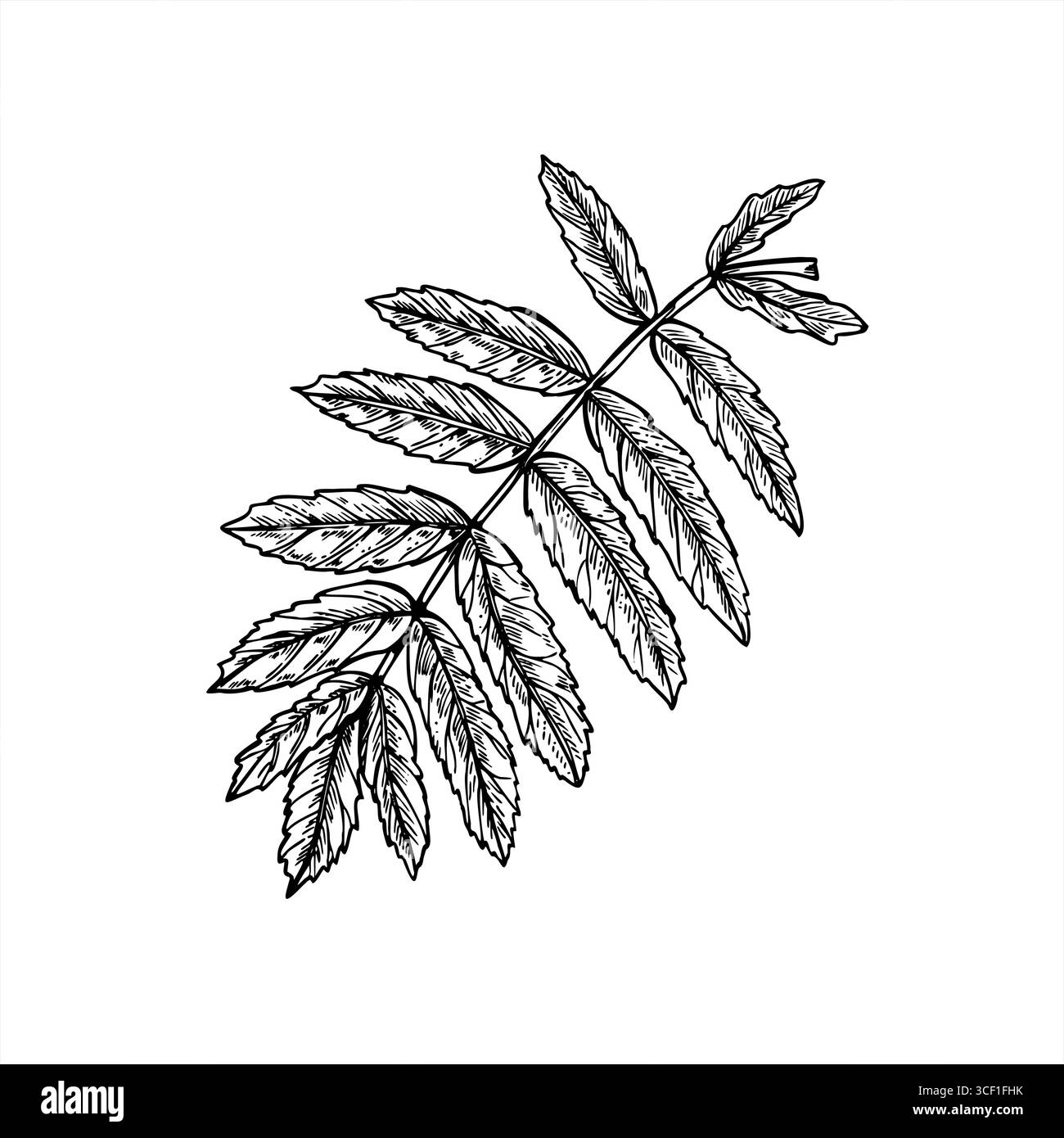 Art sorbus aucuparia Stock Vector Images - Alamy