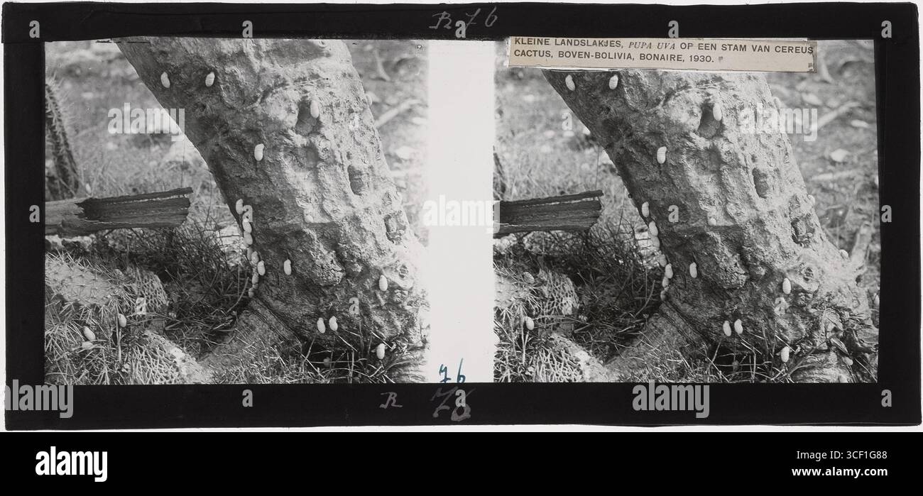 This stereocard, part of the permanent Tropenmuseum collection, was ...