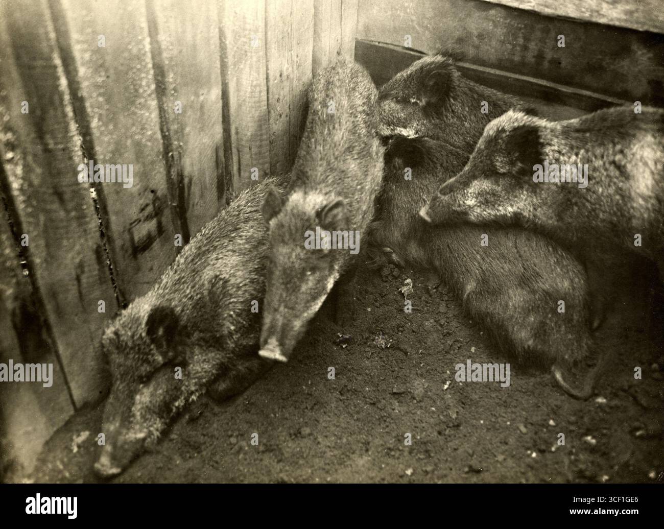 Pens containing wild boars during the wild boar plague in the Veluwe ...