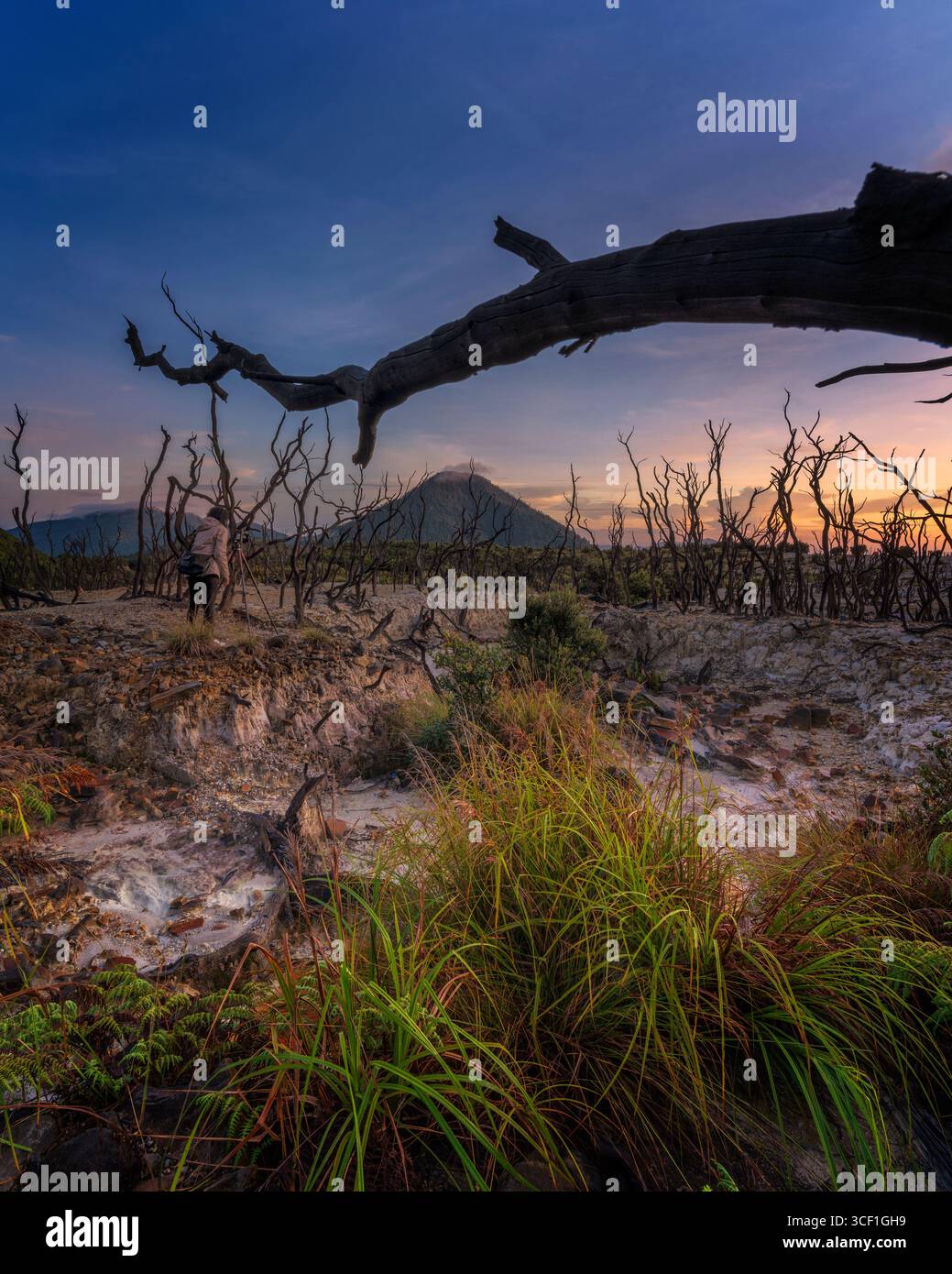 The Dead Forest of Mount Papandayan in West Java, Indonesia, is a ...