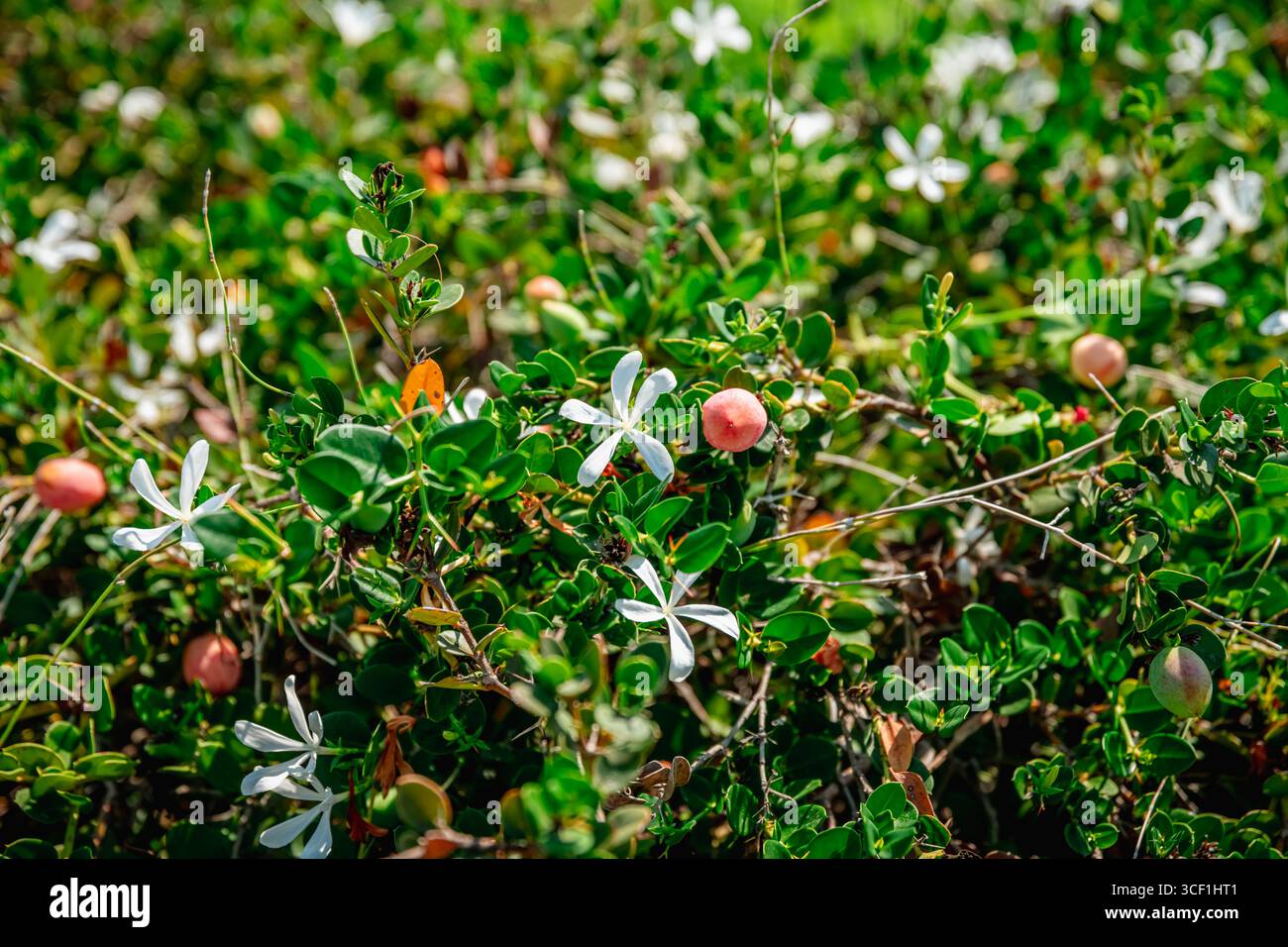 Carissa macrocarpa, the natal plum, is a shrub native to south africa ...