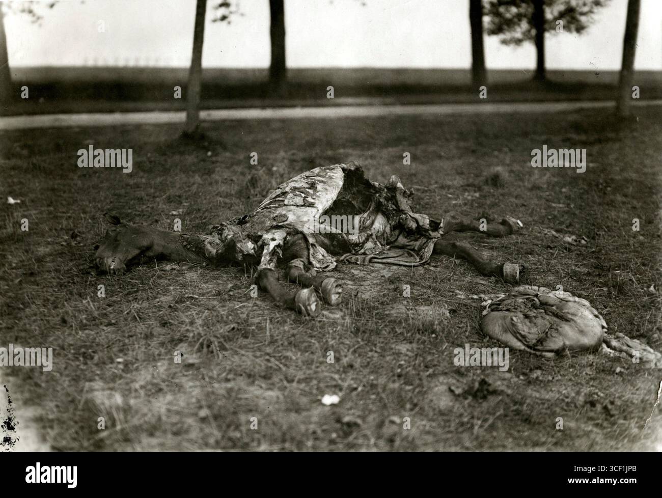 The carcass of a horse, shot and partially consumed by hungry soldiers ...