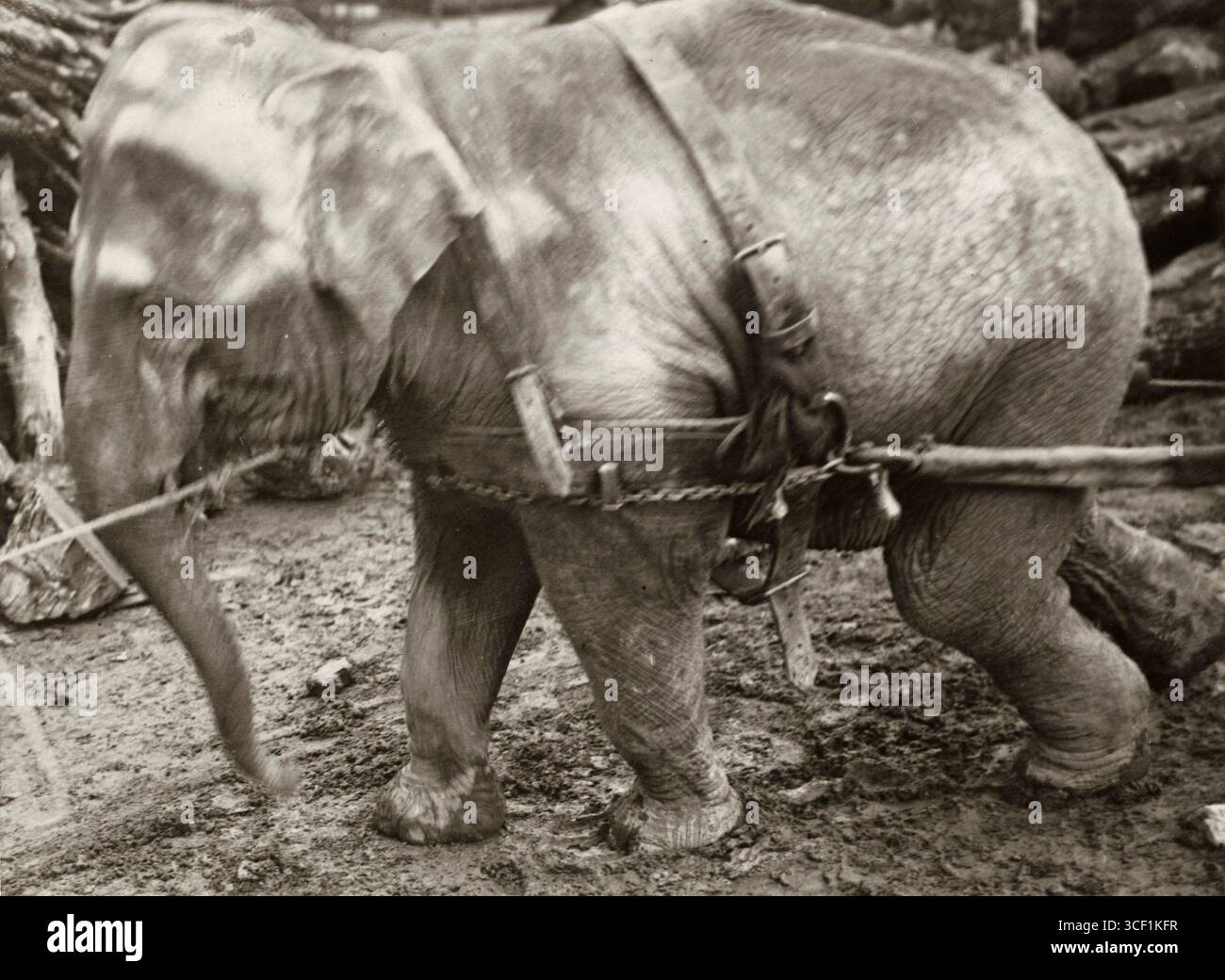 An elephant drags wood along the German front during World War I ...