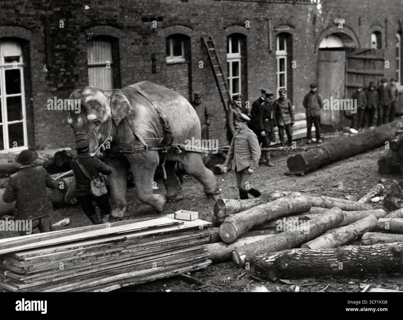 An elephant transports wood at the German front during World War I ...