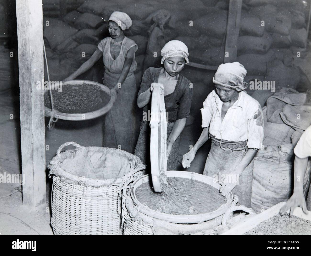 A photograph from 1940-1950 showing seven damar (resin) that arrived ...