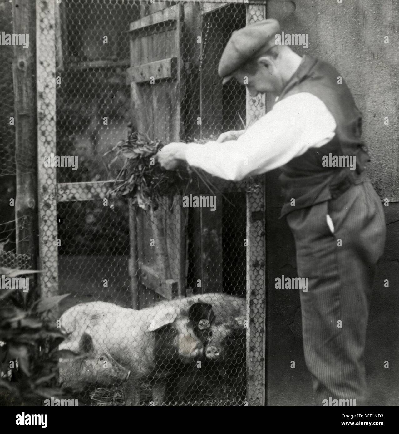 A Berliner keeping pigs at home after World War I in 1920. This image ...