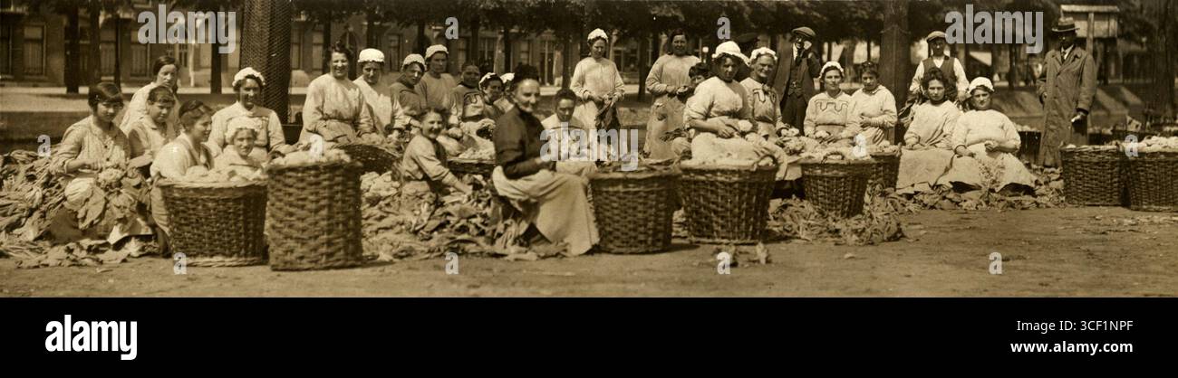 In 1918, workers cleaned 12,000 cauliflowers for a central kitchen in ...