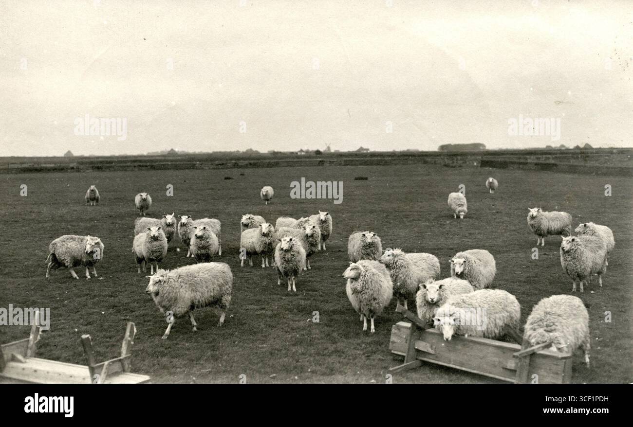 A flock of sheep is grazing in a meadow in Texel, Netherlands, in 1911 ...