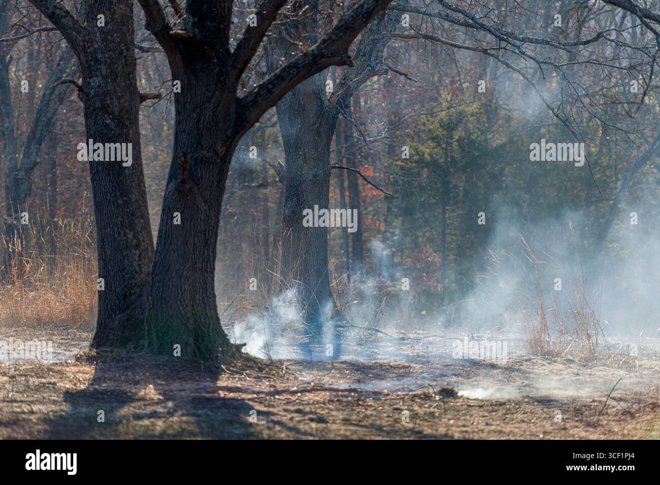 Smoke billows through the forest during a controlled prairie burn in ...