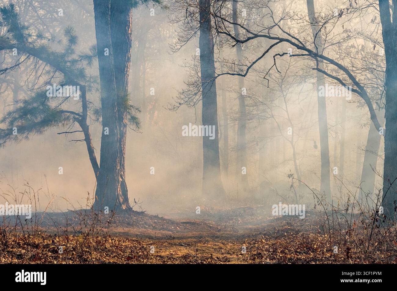 Smoke billows through the forest during a controlled prairie burn in ...