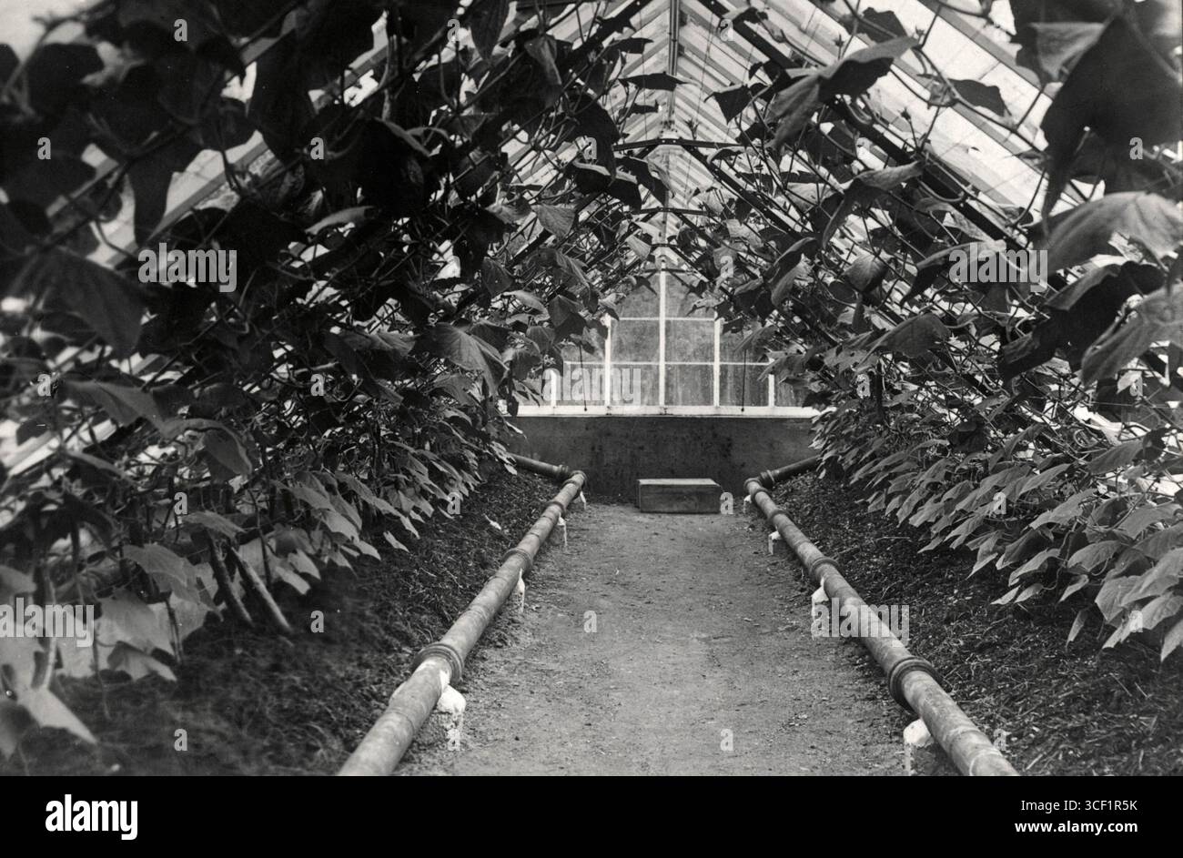 Cucumber cultivation in a greenhouse near Hees, Nijmegen, Netherlands ...