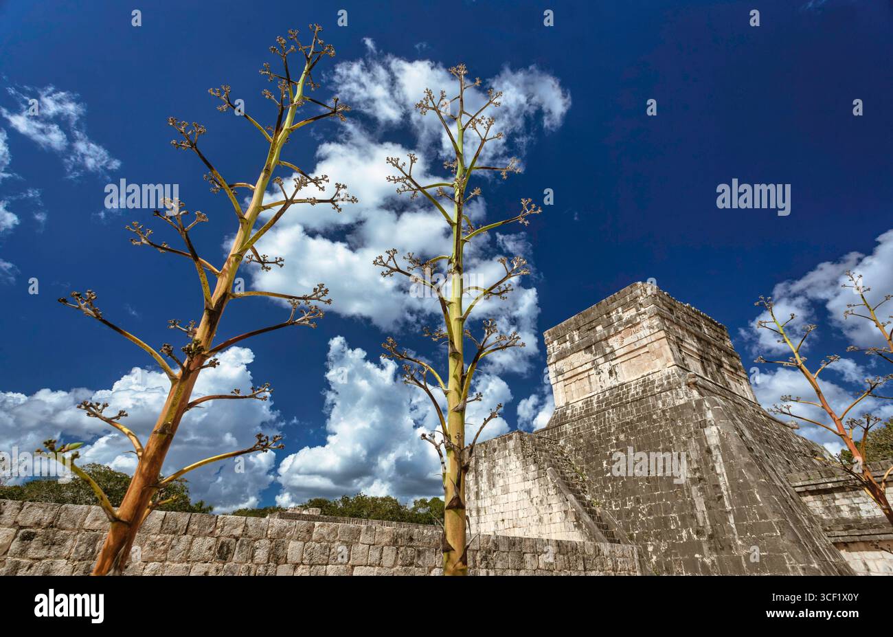 Blooming agave plants stand tall against a vibrant blue sky, juxtaposed ...