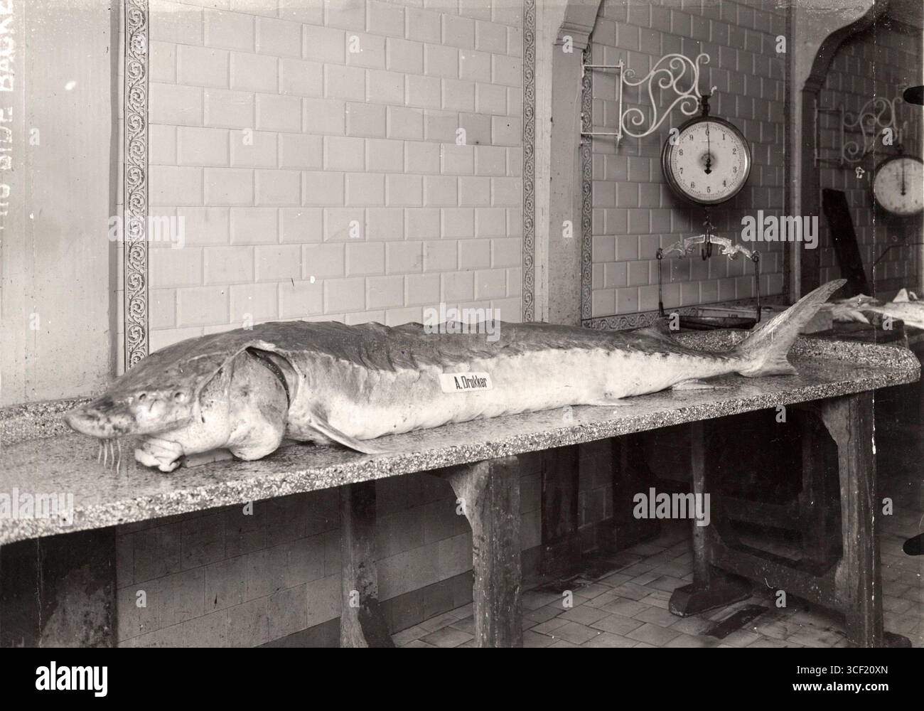 A sturgeon caught in the North Sea, Netherlands, in 1921. Sturgeons are ...