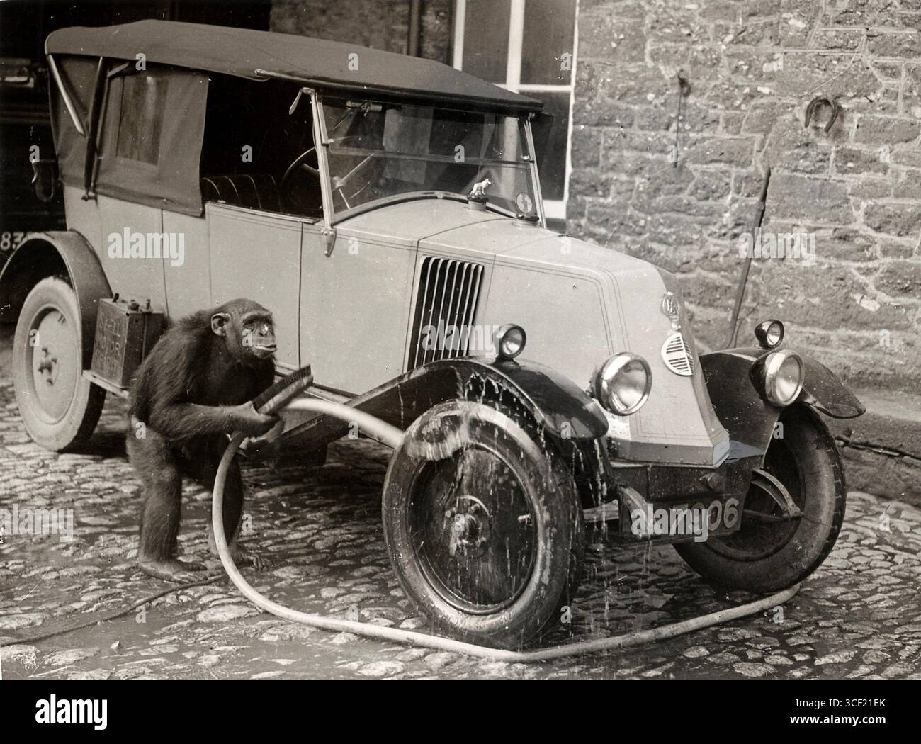 Monkey washing car hi-res stock photography and images - Alamy
