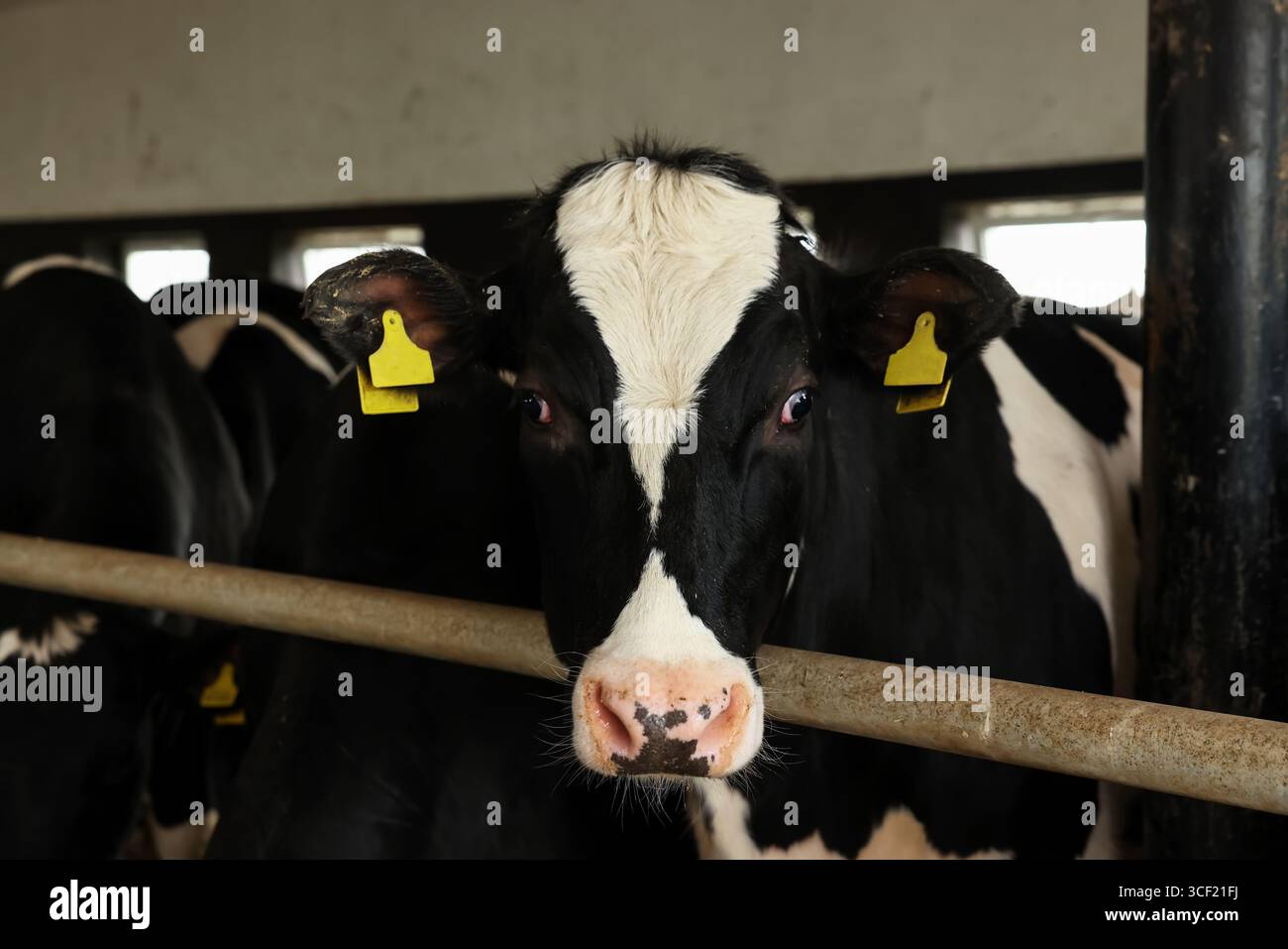 Cute cow near fence inside cowshed in dairy farm Stock Photo - Alamy