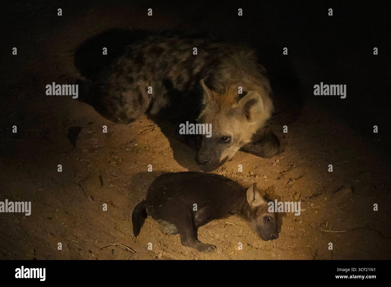 Wildlife in South Africa A hyena and cubs in Kruger National Park ...
