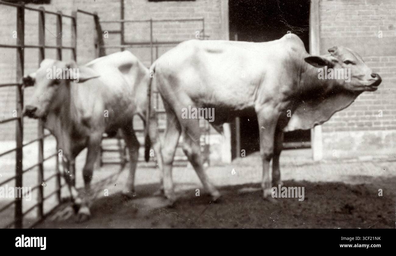 Two Brahmin cattle are seen in Artis Zoo, Amsterdam, in 1912. This ...