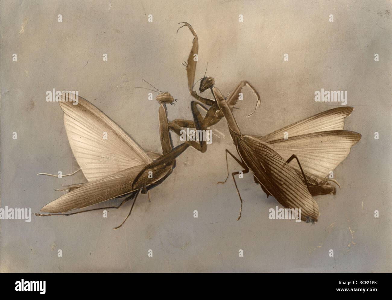 A fight between two praying mantises, captured in 1913 Stock Photo - Alamy