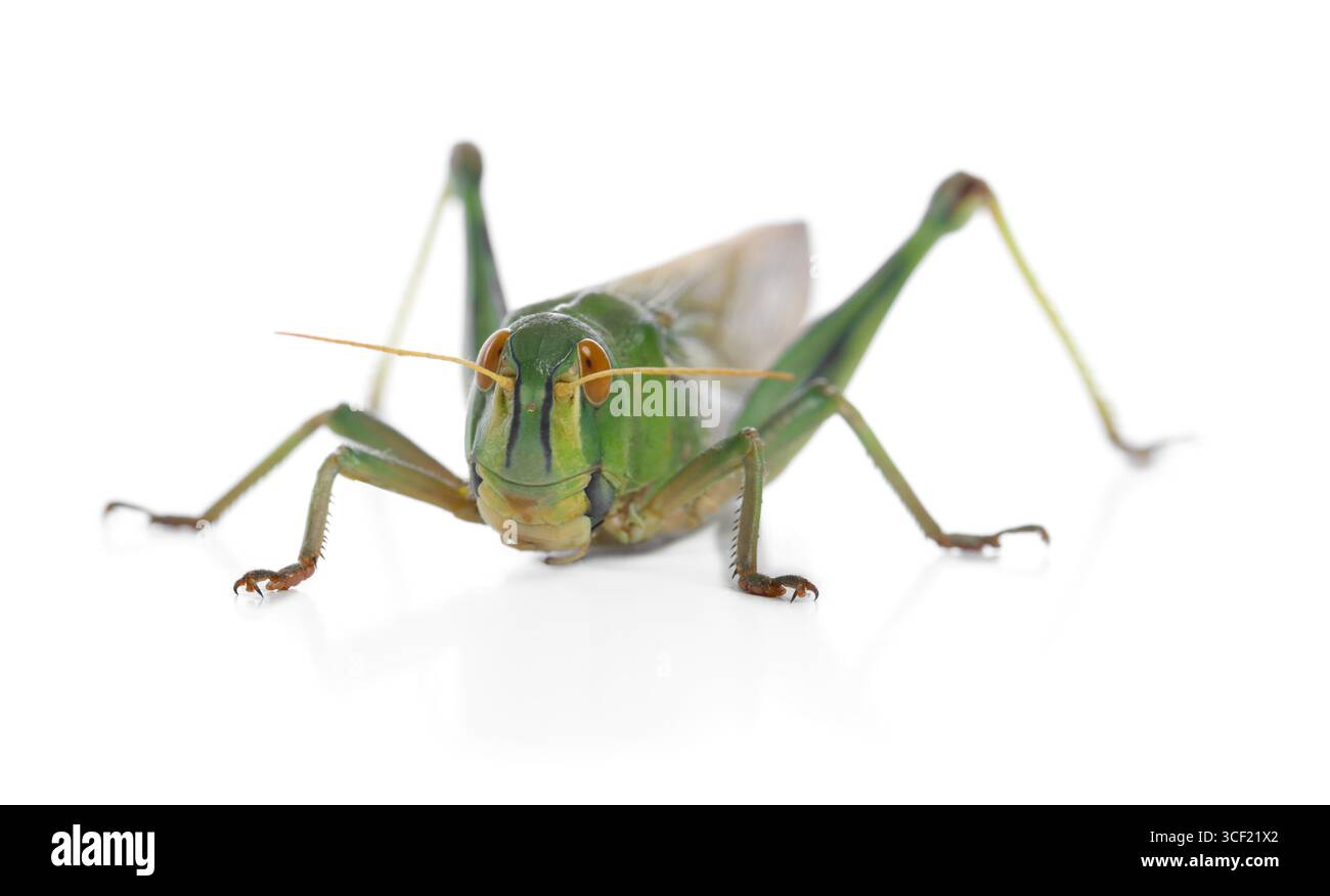Common locust Cut Out Stock Images & Pictures - Alamy