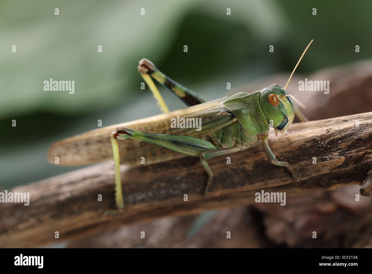 One locust on branch outdoors, closeup. Wild insect Stock Photo - Alamy