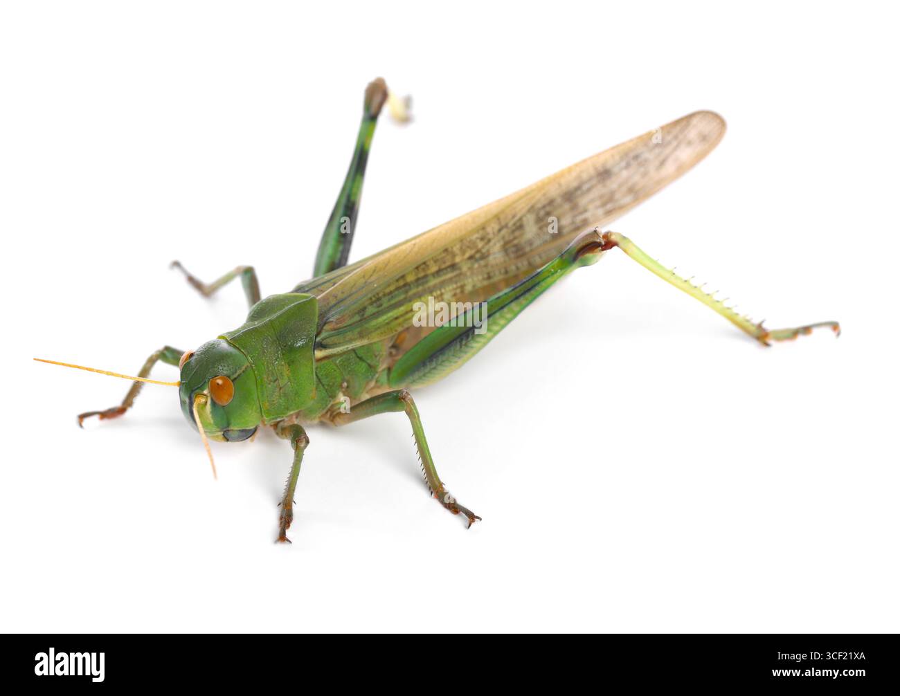 Common locust Cut Out Stock Images & Pictures - Alamy