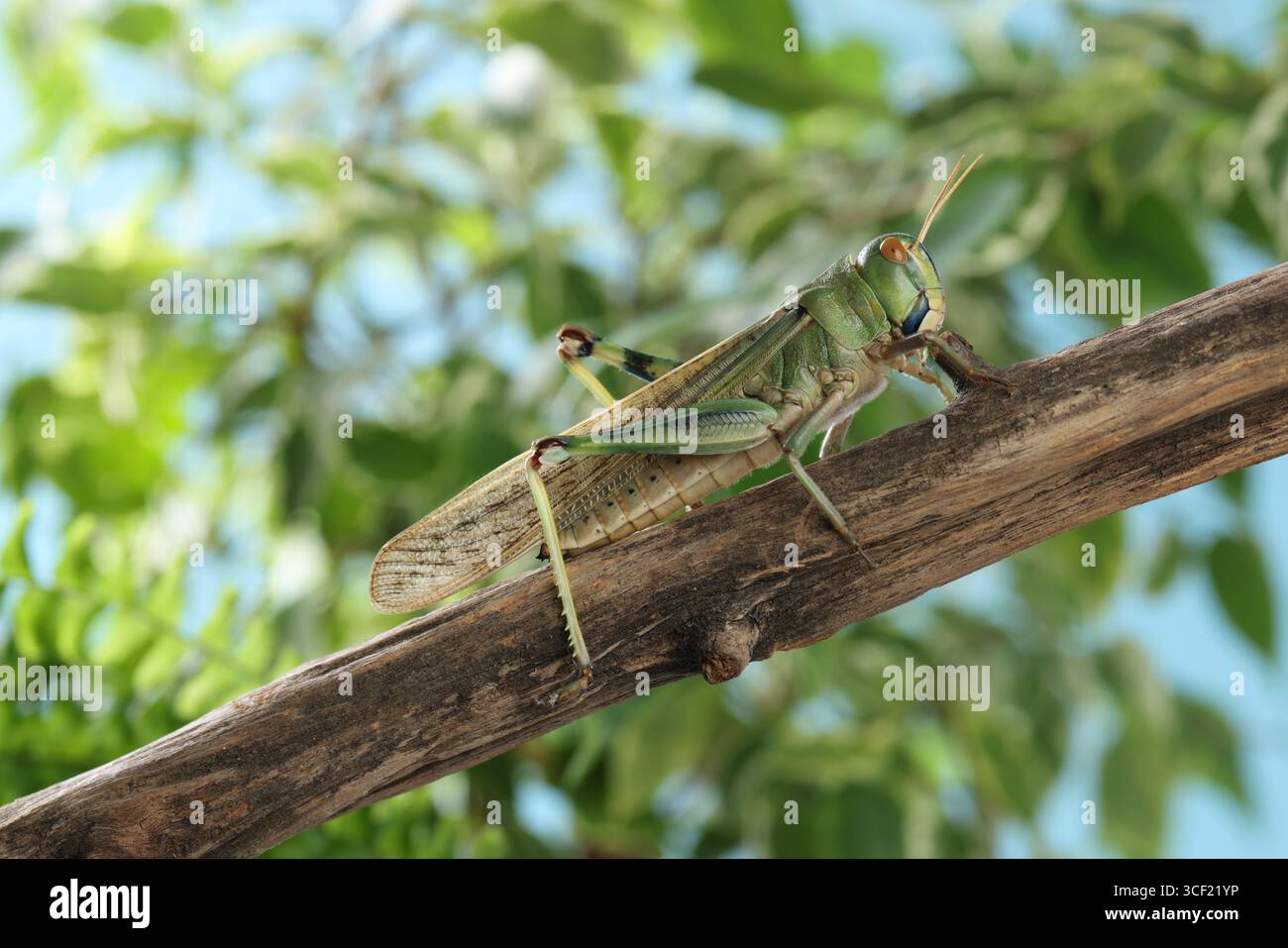 One locust on branch outdoors, closeup. Wild insect Stock Photo - Alamy