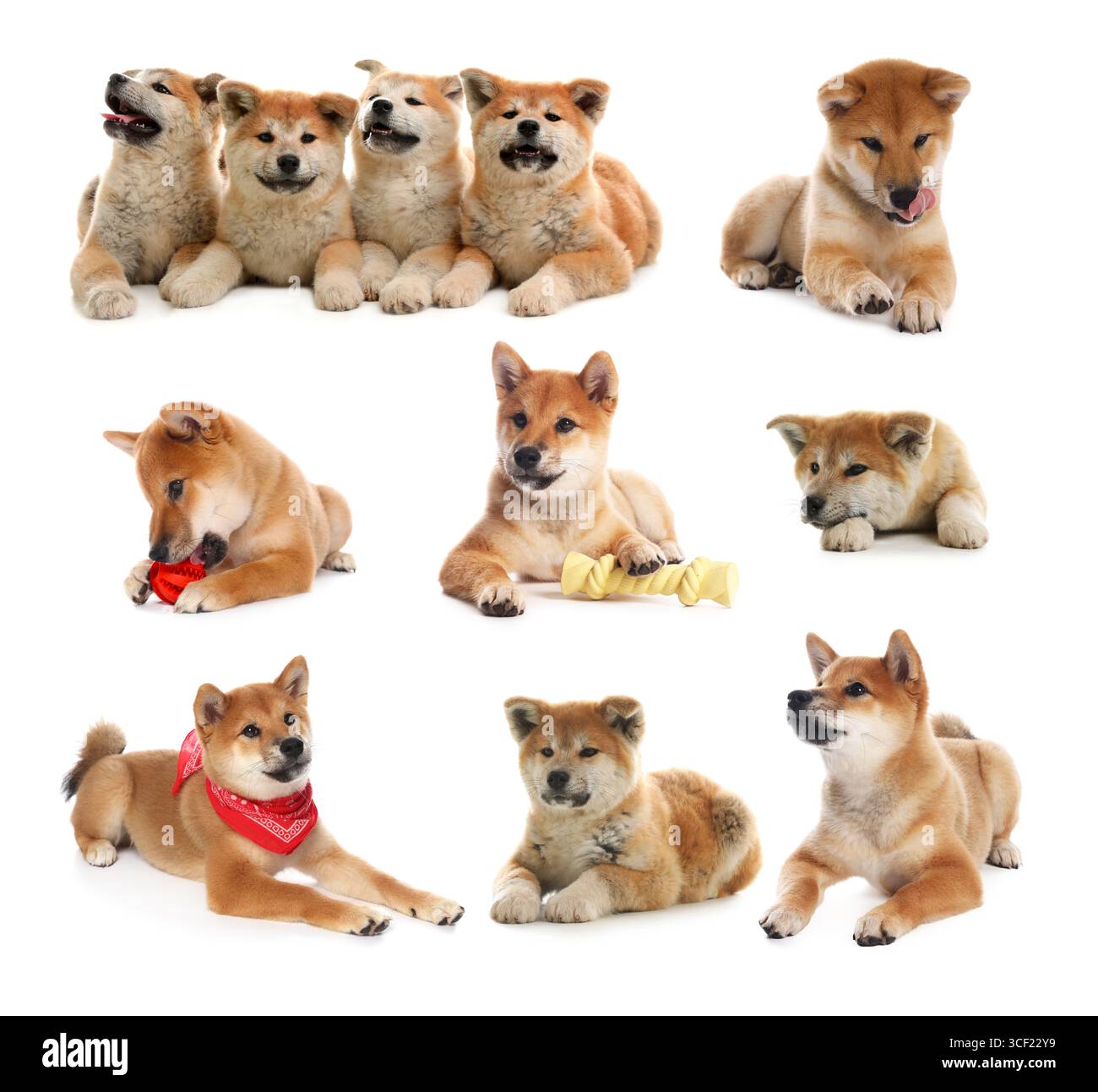 Set lying puppy cute Cut Out Stock Images & Pictures - Alamy