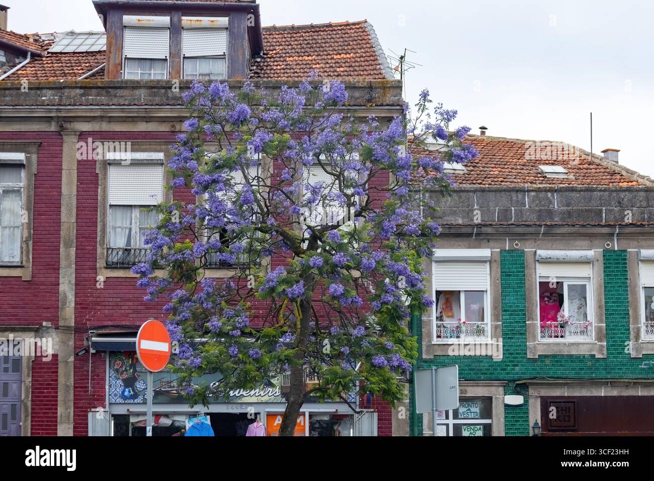 Jacaranda tree in bloom in front of colorful old houses in Porto ...
