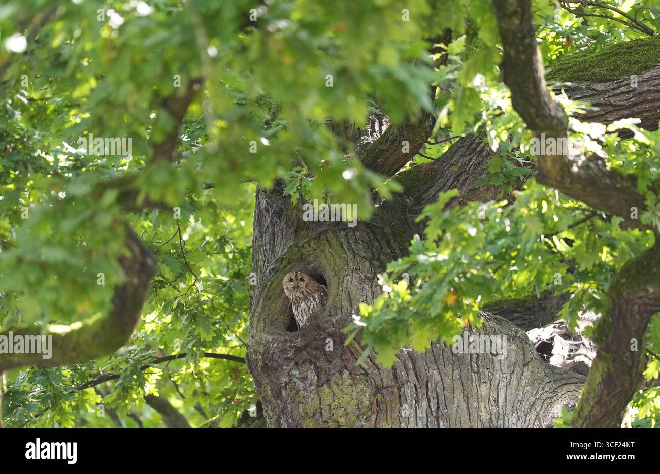 20 August 2025, Hamburg: A tawny owl sits in its nest in a tree on the ...