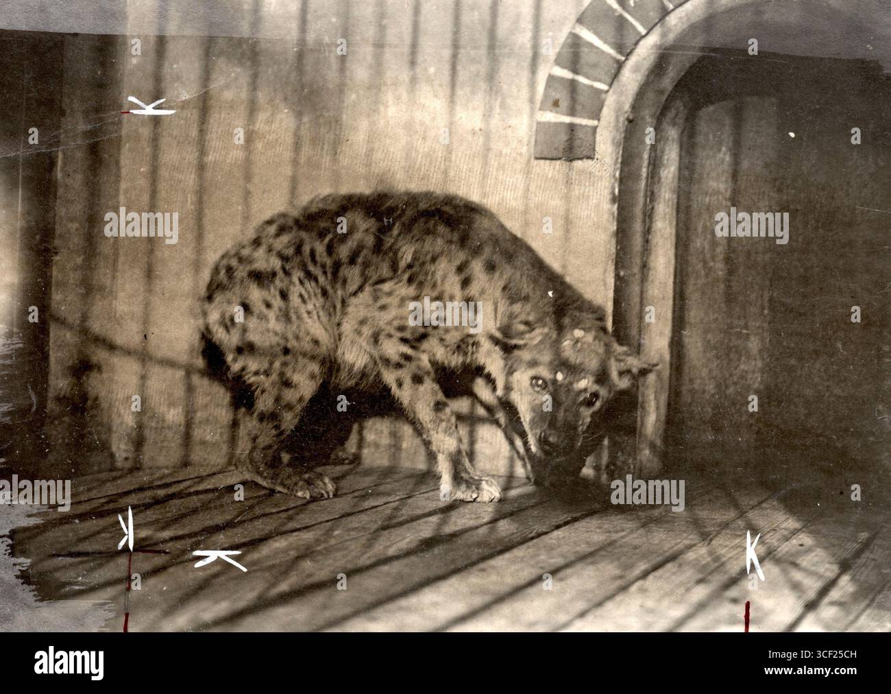 The photo shows a spotted hyena from South Africa in captivity at Artis ...