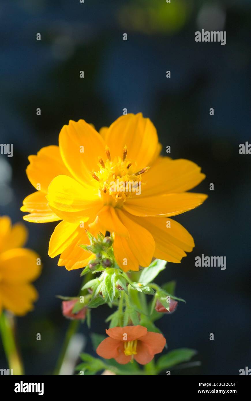 Cosmos ‘brightness orange’ hi-res stock photography and images - Alamy