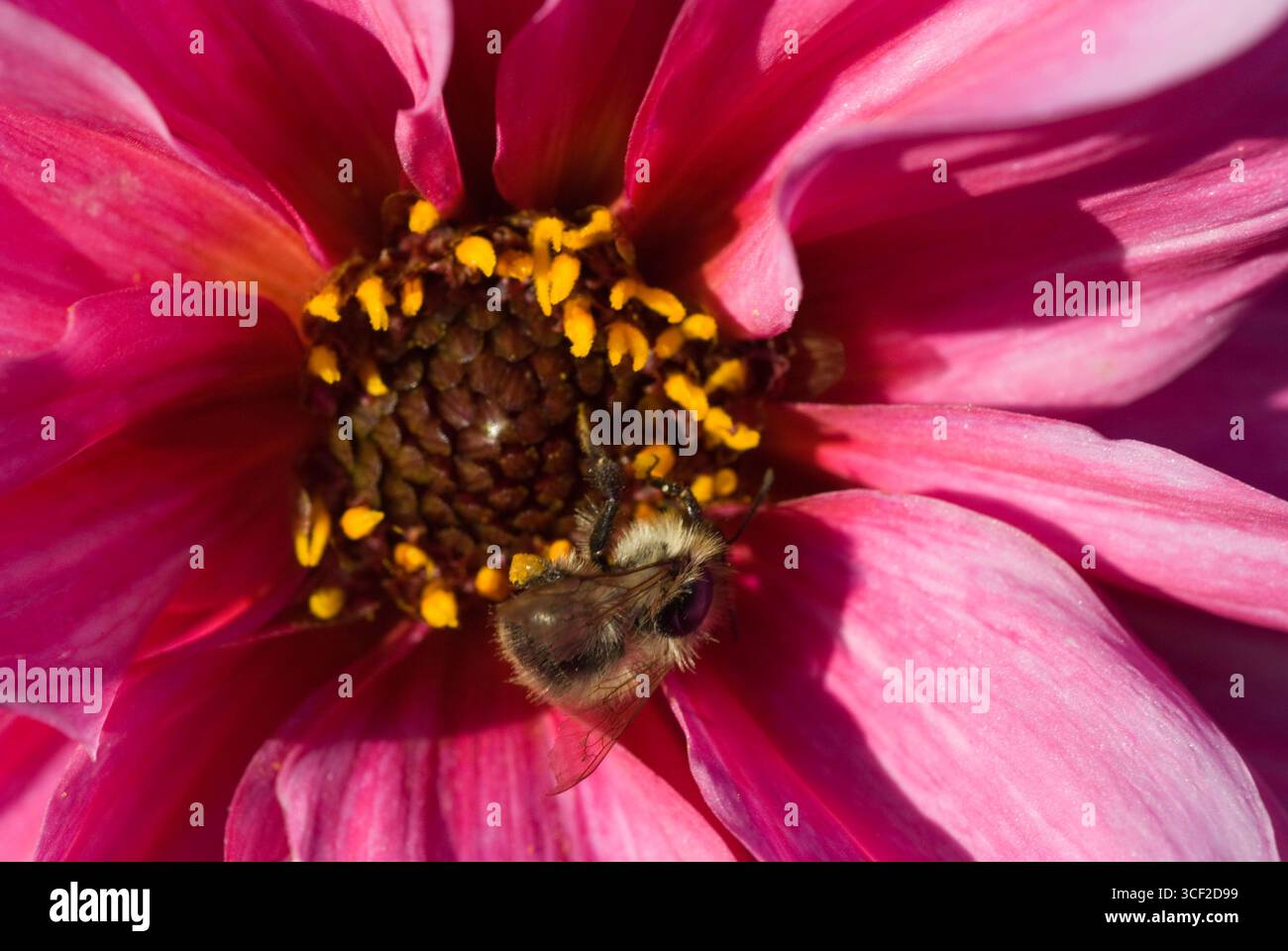 Wildlife fascination hi-res stock photography and images - Alamy