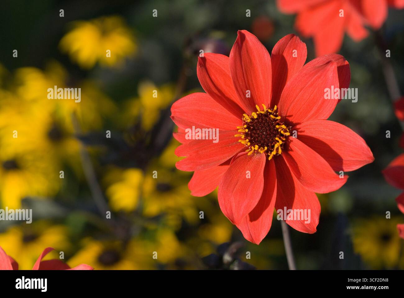 Colorful dahlia varieties hi-res stock photography and images - Alamy